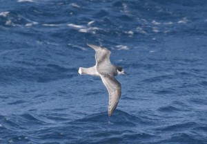 Blue petrel